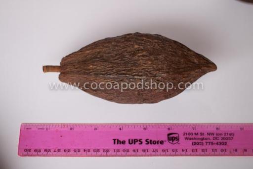 Whole Cocoa Pod Size - Galleries - Jeff Stern | TheChocolateLife Forums